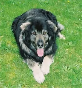 Illyrian Shepherd Dog (Sharplaninak / Yugoslav Shepherd Dog)