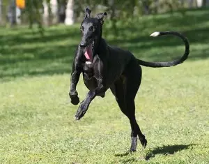 Espagne Galgo (Galgo Espagnol, Icyesipanyoli Greyhound, Icyesipanyoli Greyhound)