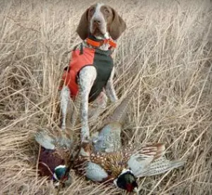 Italian Braque (Italian Pointer, Italian Setter)