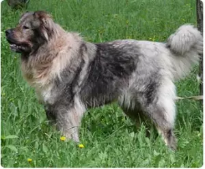 ICaucasian Shepherd Dog