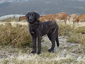 Cao de castro laboreiro (madra buachailleachta portuguese)