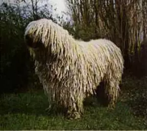 Komondor (gos pastor hongarès)