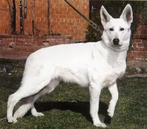 American White Shepherd (Suitzako artzain zuria, aleman zuria)