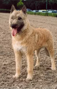 Lakenois (Madra Aoire na Beilge - Lakenois)