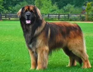 ULeonberger