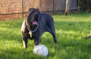 I-Mastino Neapolitano (iNeapolitan Mastiff)