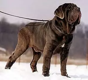 Napoliko mastina (Napoletano Mastino, Napoliko mastina)