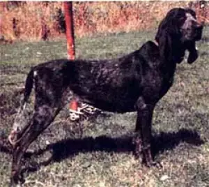 I-American Blue Gascon Hound (Enkulu neBlue)