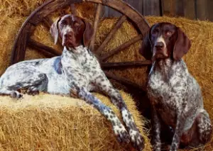 German Shorthaired Pointer (German Shorthaired Pointing Dog, German Shorthaired Pointer)