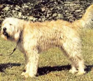 I-Otterhound (Otter Hound)