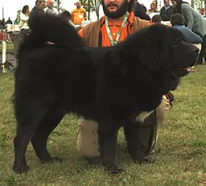 Mastiff ya Pyrenean