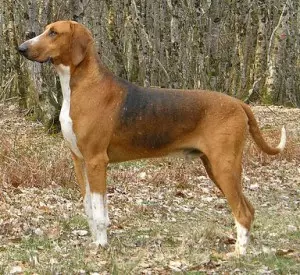 I-Poitvin Hound (Poitevin)