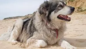 IsiRomania uCarpathian Shepherd