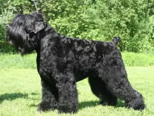 Russian terrier beltza