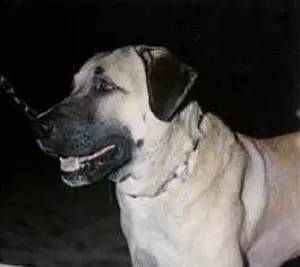 U-Anatolian Shepherd