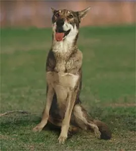 Saarloos Wolfhond (Saarlooswolfhund ، Saarloss Wolfhound)