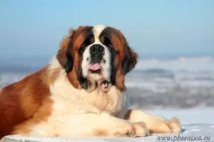 I-Saint Bernard (Bernardiner)