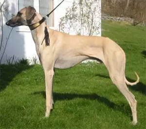 I-Sluggi (Slugi, Arab Greyhound)