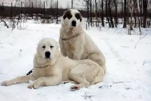 Erdialdeko Asiako Artzain Txakurra (Alabai, Turkmengo Wolfhound)