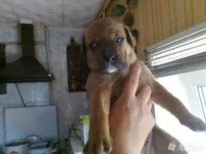 Tosa Inu (Imbwa y'Abayapani Irwana, Mastiff w'Abayapani, Tosa Ken)