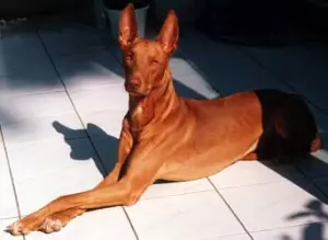 Pharaoh Hound (Farao Hound, llebrer egipci antic)