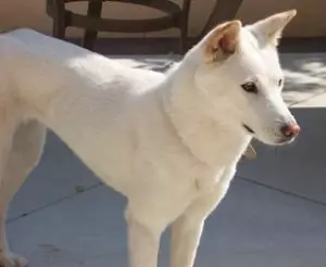 Jindo coreano