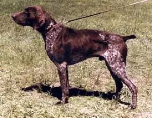 Shorthaired Pointer (Alika manondro alika Shorthaired, Pointer Shorthaired Alemanina)