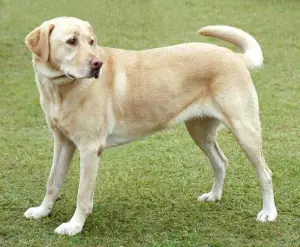 Labradorský retriever