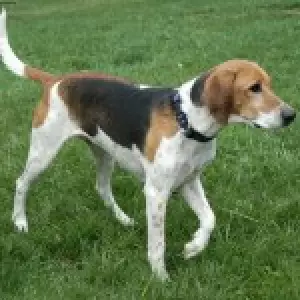 American Foxhound (ugaadhsiga dawacada maraykanka)