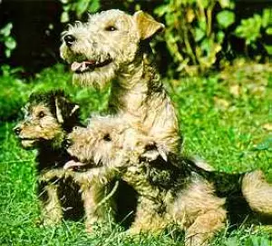 Lakeland Terrier (Patterdale Terrier, Lake District Terrier)