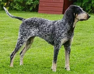 Laiti Lanumoana Gascon Hound