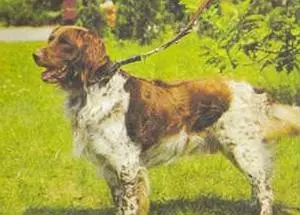 Pointer kely Munsterlander (Munsterlander kely)