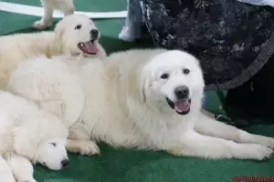 Maremmano Abruzzele (Maremmano-Abruzzo Sheepdog)