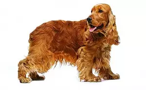 Cocker spaniel inglés