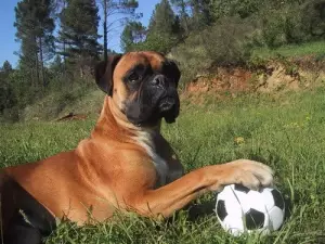 Nemecký boxer