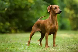 Pinscher alemana (pincher mahazatra, pincher)