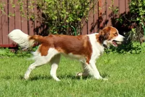 Holandský Koikerhondje (holandský kokeršpaniel)