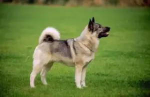 Norwegian Elk Laika (Norwegian Elkhound)