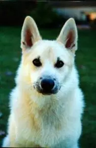 Norwegian Buhund (Norsk Buhund, Norwegian Laika, Norwegian Shepherd)