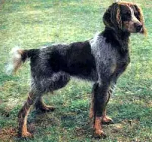 Pikardian Spaniel (Pikardiya qo'ydogi, Pikard epagnol)