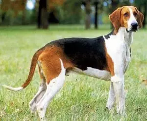 Anglo-French Hound (Venus ambany, Venus)