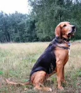 Polaco Hound (ogar polaco)