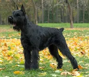 Gigant schnauzer