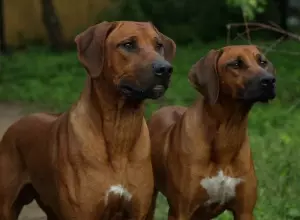 Rhodesian Ridgeback