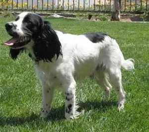 Spaniel mpihaza rosiana