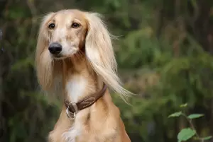 Saluki (fors greyound)