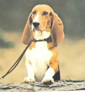 Basset Artesian Norman