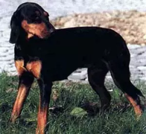 Leoleo Slovak (uliuli vaomatua hound)