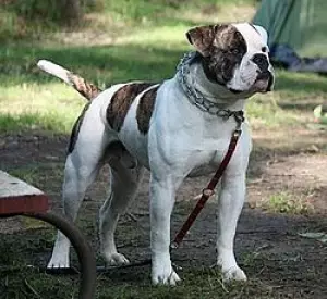 Bulldog Ingiriisi hore (Bulldog -kii Levitt)