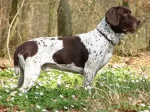 Taifau Tenimaka Faʻasino Tuai (Gammel Dansk Honsehund)